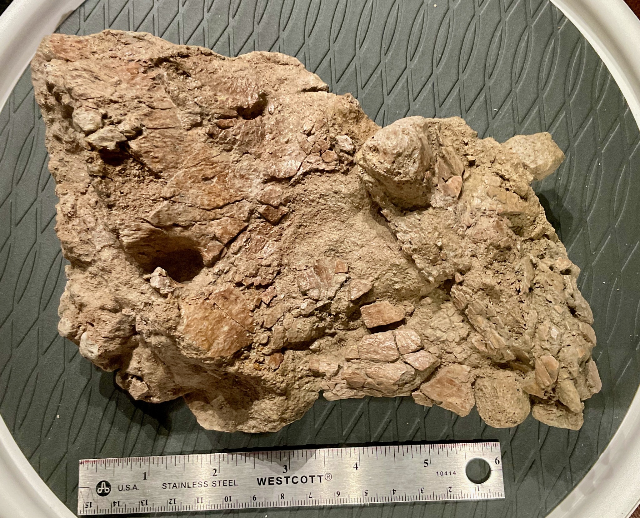 Coracoid dino bone uncovered in museum lab - Ste. Genevieve Museum ...